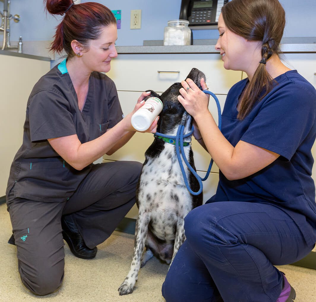 Pet Urgent Care in Missoula, MT | Four Paws Veterinary Clinic